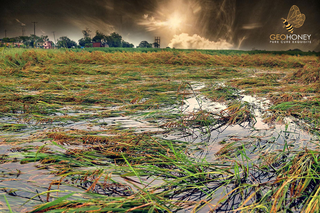 Climate Change Related Agricultural Losses | Geohoney