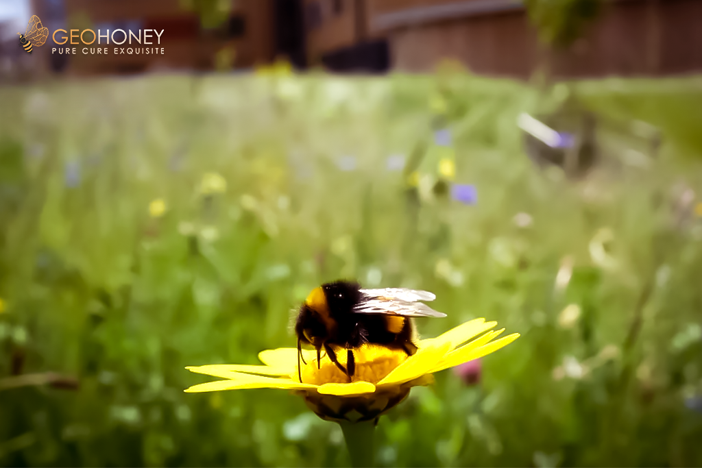 Effectiveness Of Meadows Mix To Establish Rich Habitats For Bees | Geohoney