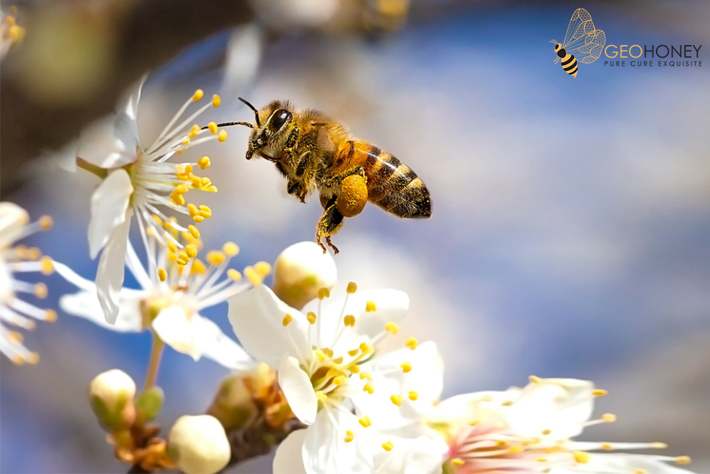 Study Shows 50% Decline in Honey Bee Lifespan Since the 1970s | Geohoney