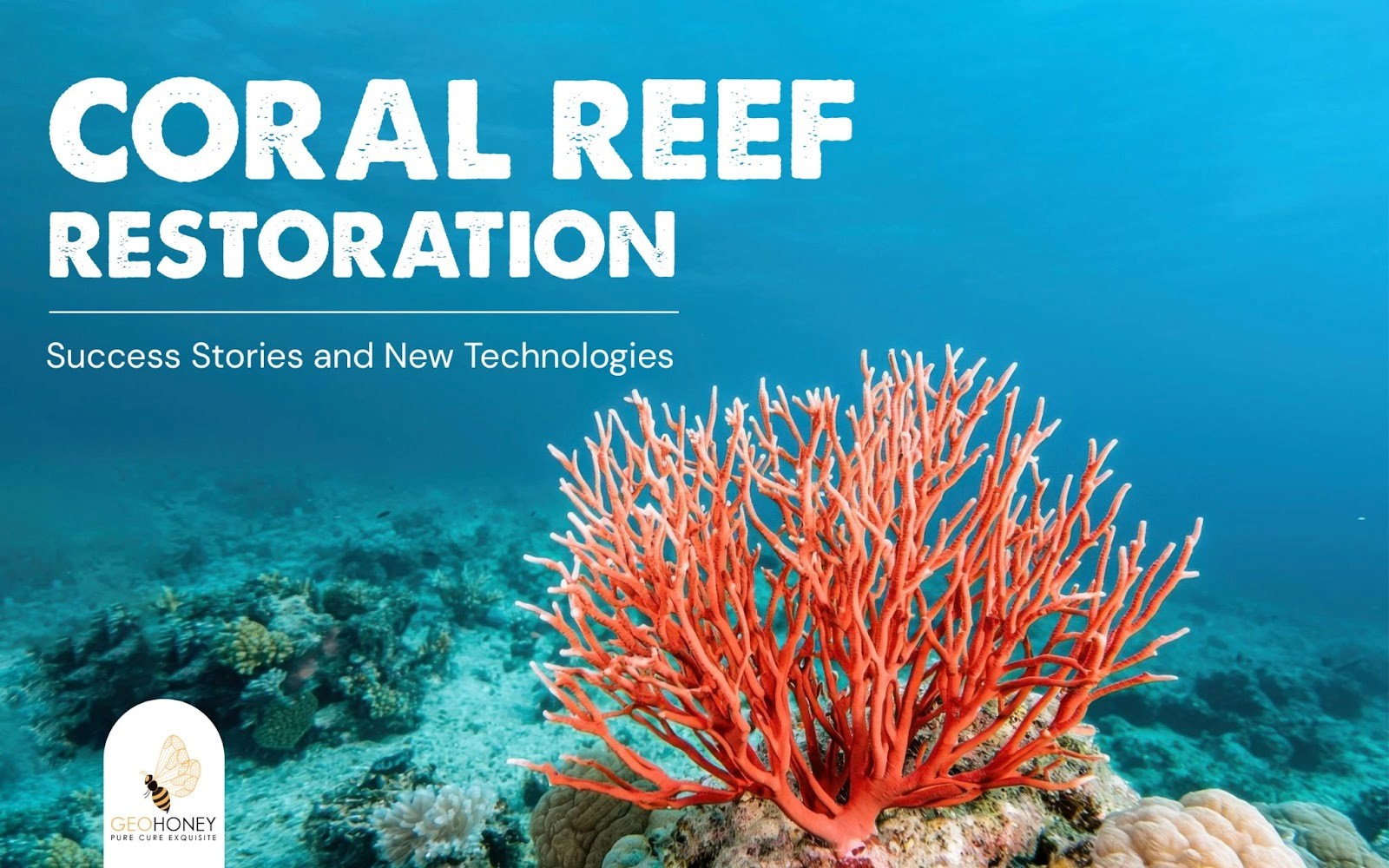 Coral Reef Restoration: Success Stories and New Technologies