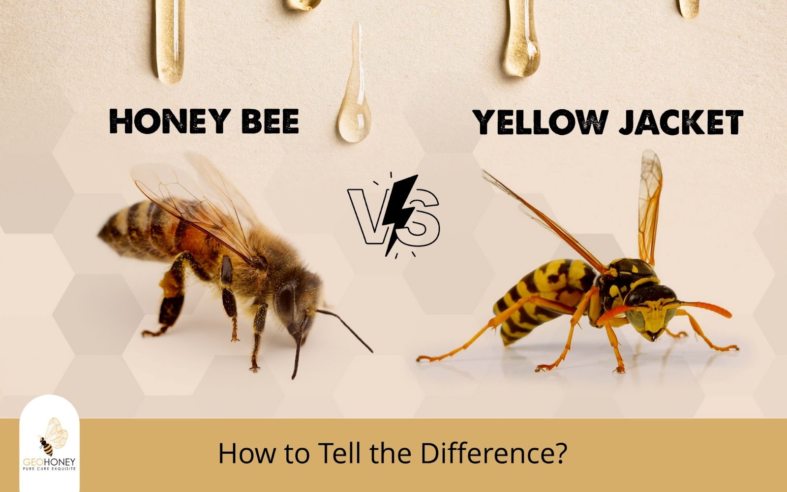 Honey Bee vs. Yellow Jacket: How to Tell the Difference