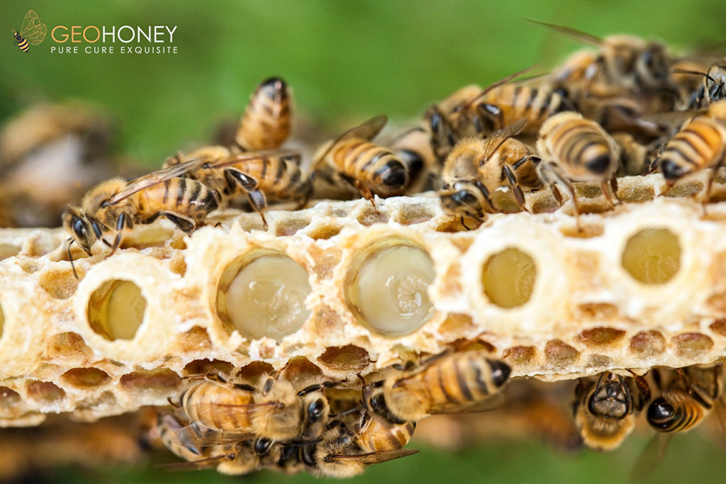 The Process of Making Royal Jelly | Geohoney
